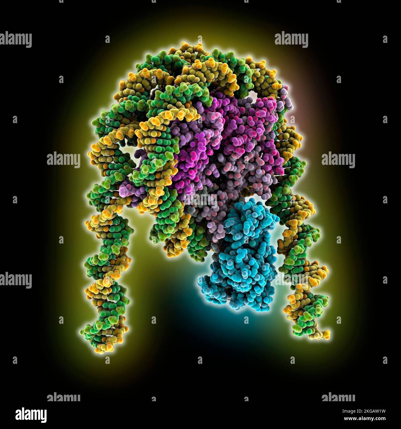 NSD2 mutant bound to human nucleosome, molecular model. The image shows ...