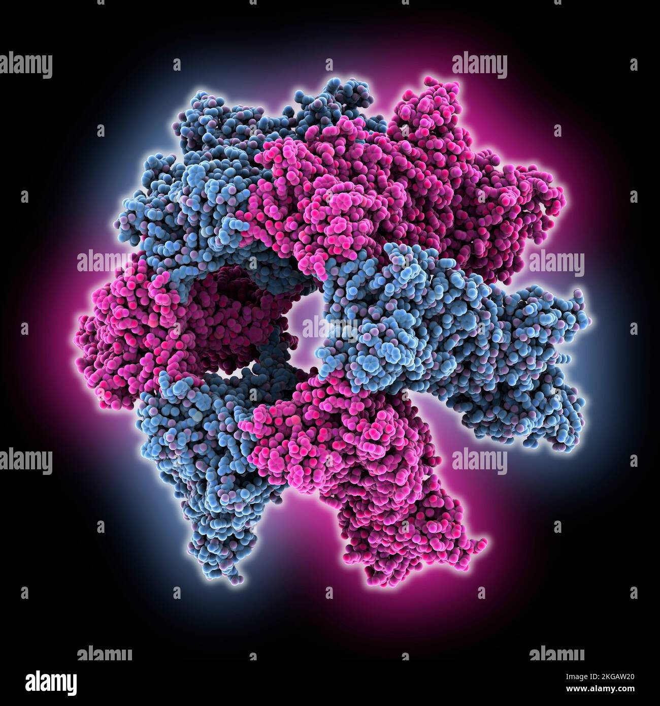Hexameric plasma membrane Pma1, molecular model. The image shows the S ...