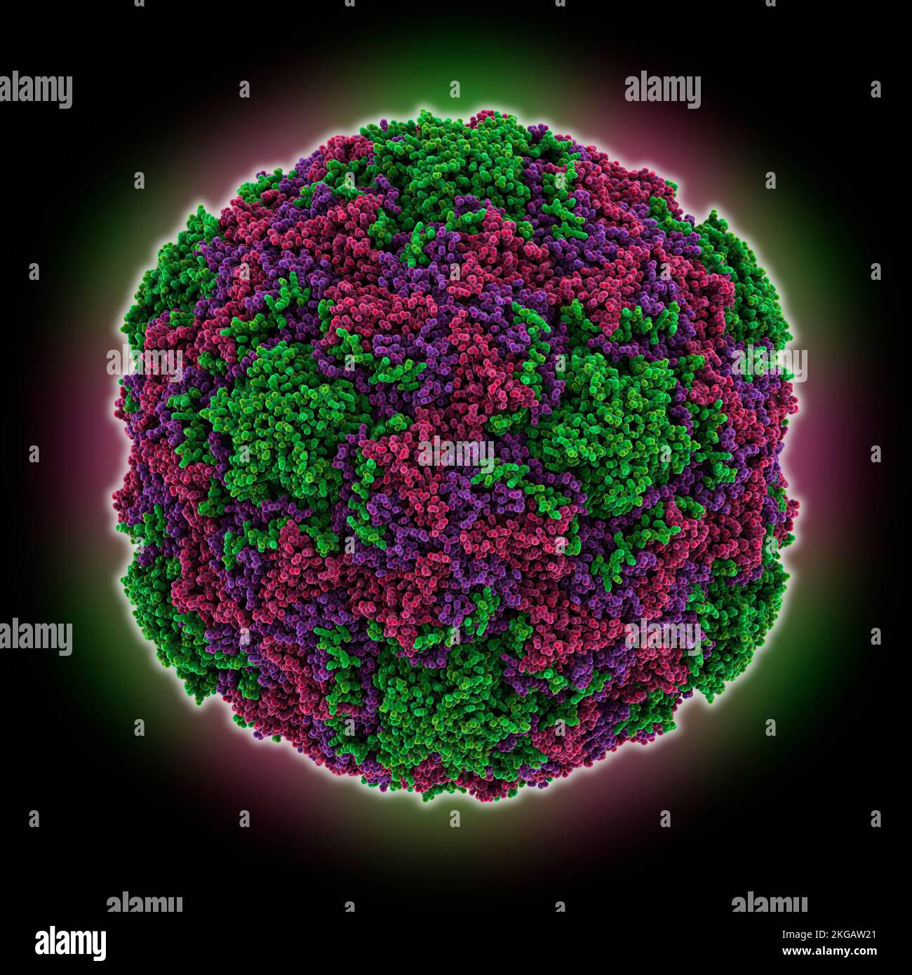 Rhinovirus 14 capsid, molecular model. The image shows the capsid, which is composed of four ...