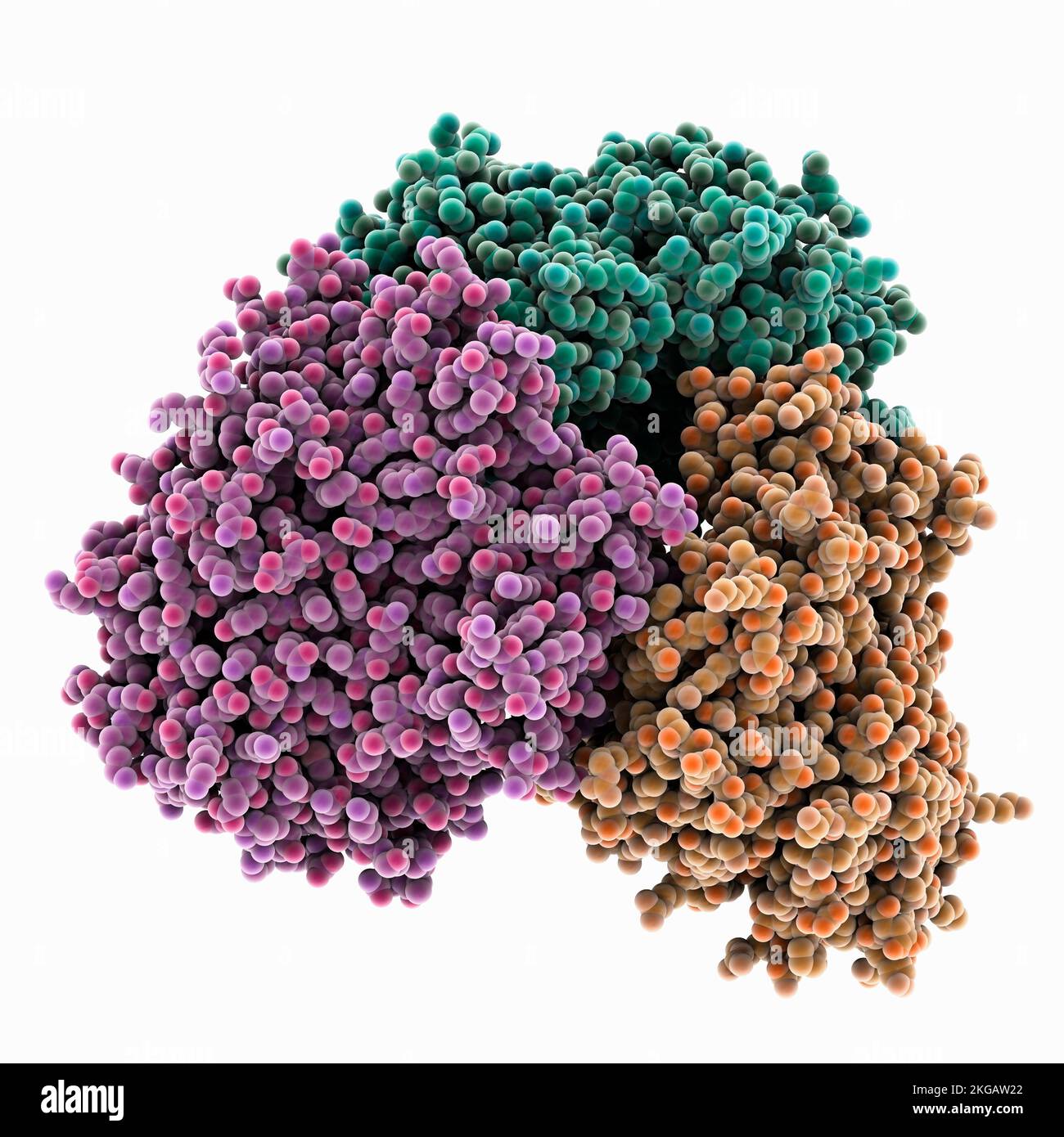 Bacterial beta-galactosidase, molecular model. The image shows the ...