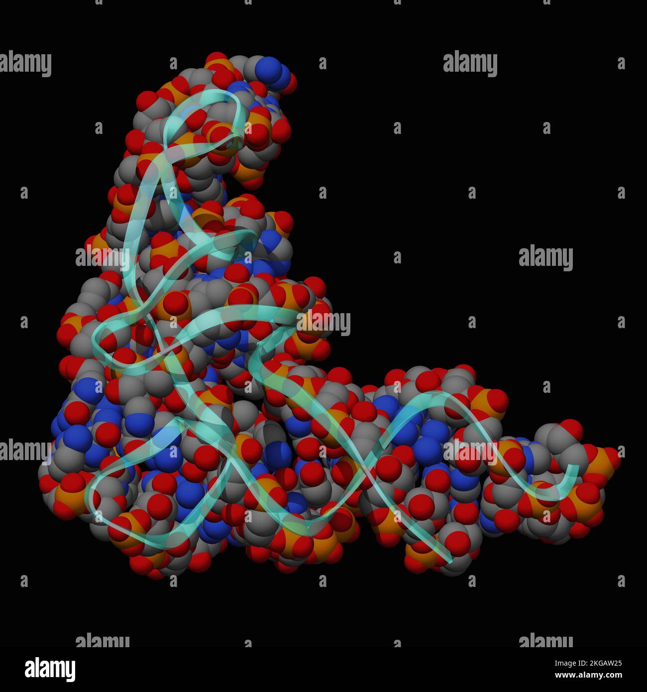 Human transfer RNA, molecular model. A non-coding transfer RNA (tRNA ... Human transfer RNA, molecular model. A non-coding transfer RNA (tRNA ...