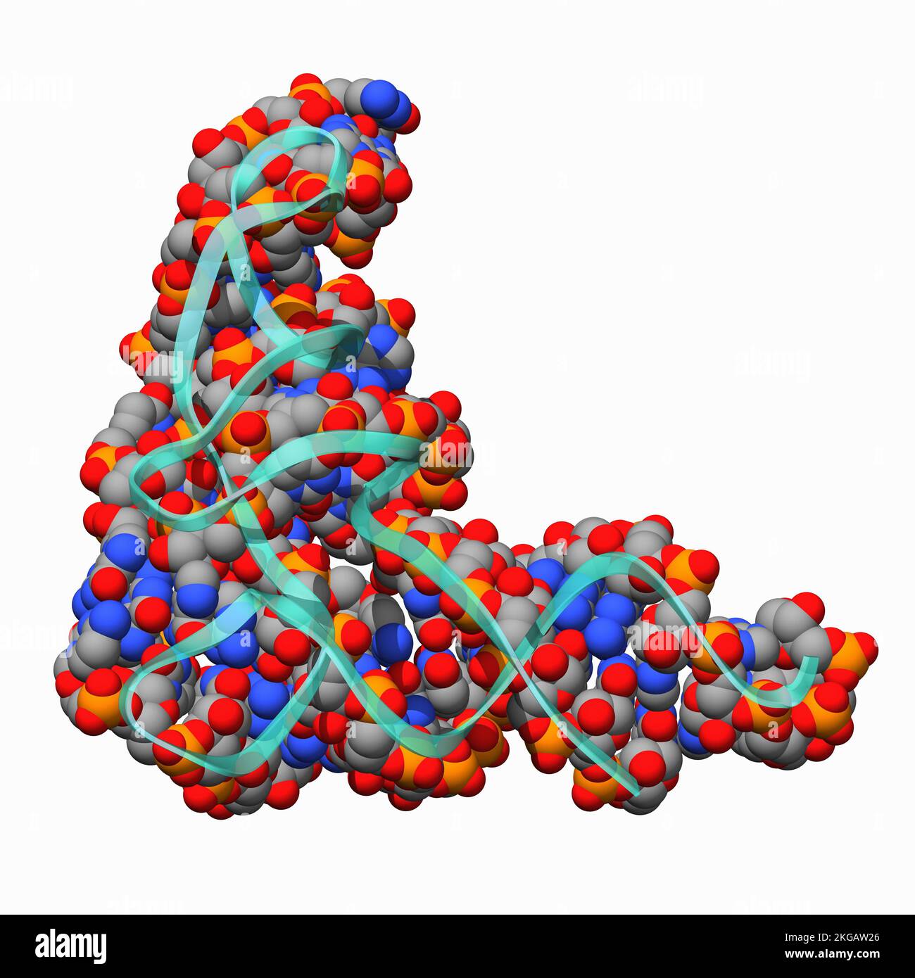 Human transfer RNA, molecular model. A non-coding transfer RNA (tRNA ... Human transfer RNA, molecular model. A non-coding transfer RNA (tRNA ...