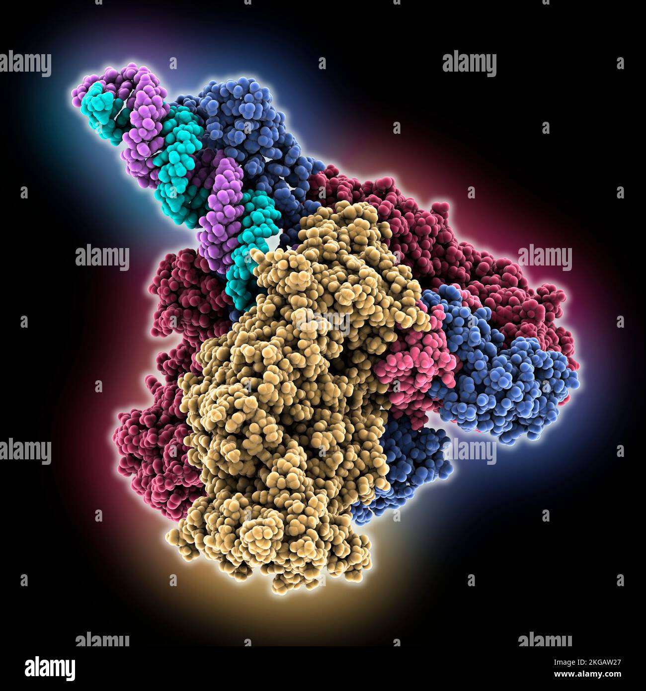 SARS-CoV-2 replication-transcription complex bound to helicase ...