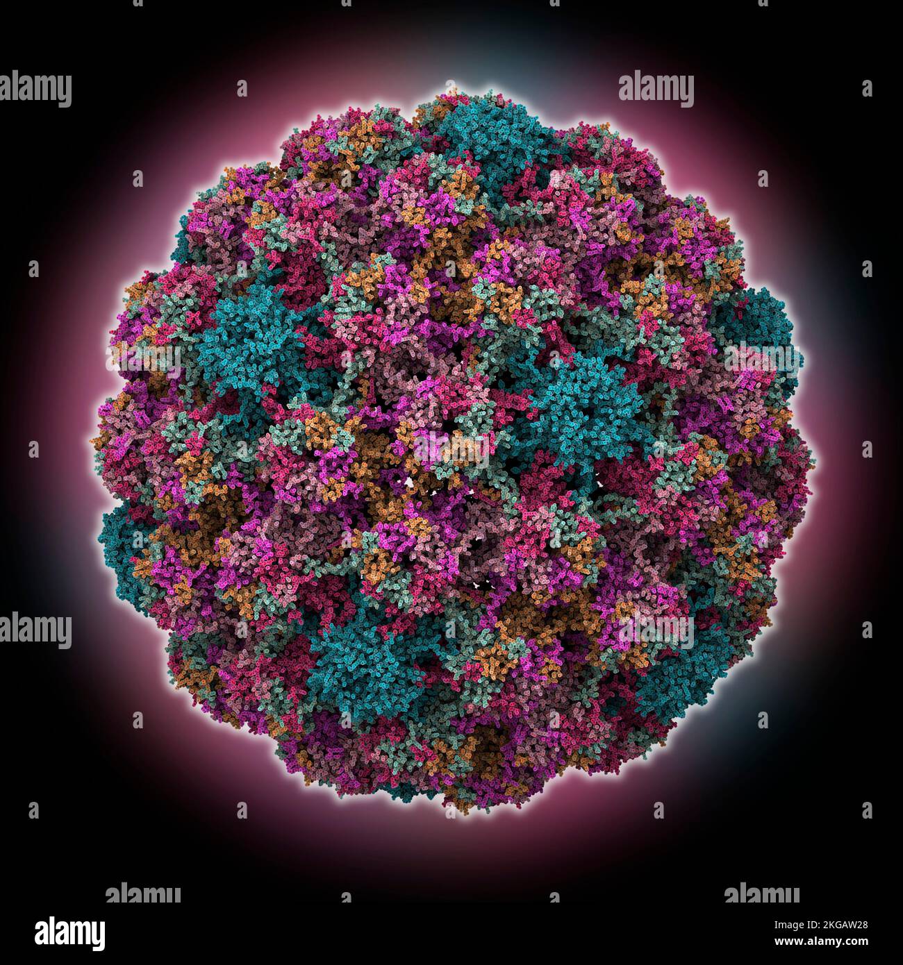 Murine papillomavirus capsid, molecular model. The image shows the ...