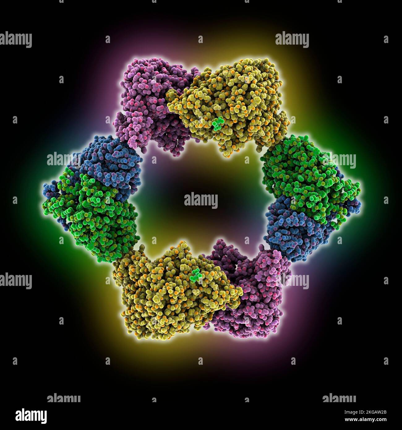 Ribonucleotide reductase from Neisseria gonorrhoeae, molecular model ...