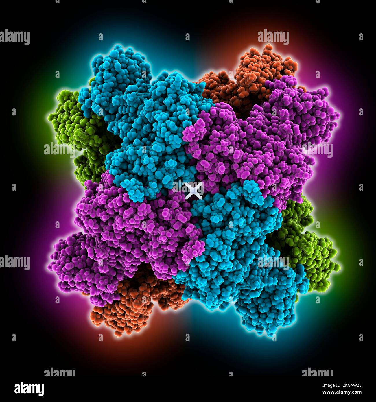 Human retinal IMPDH1 variant, molecular model. The image shows the ...