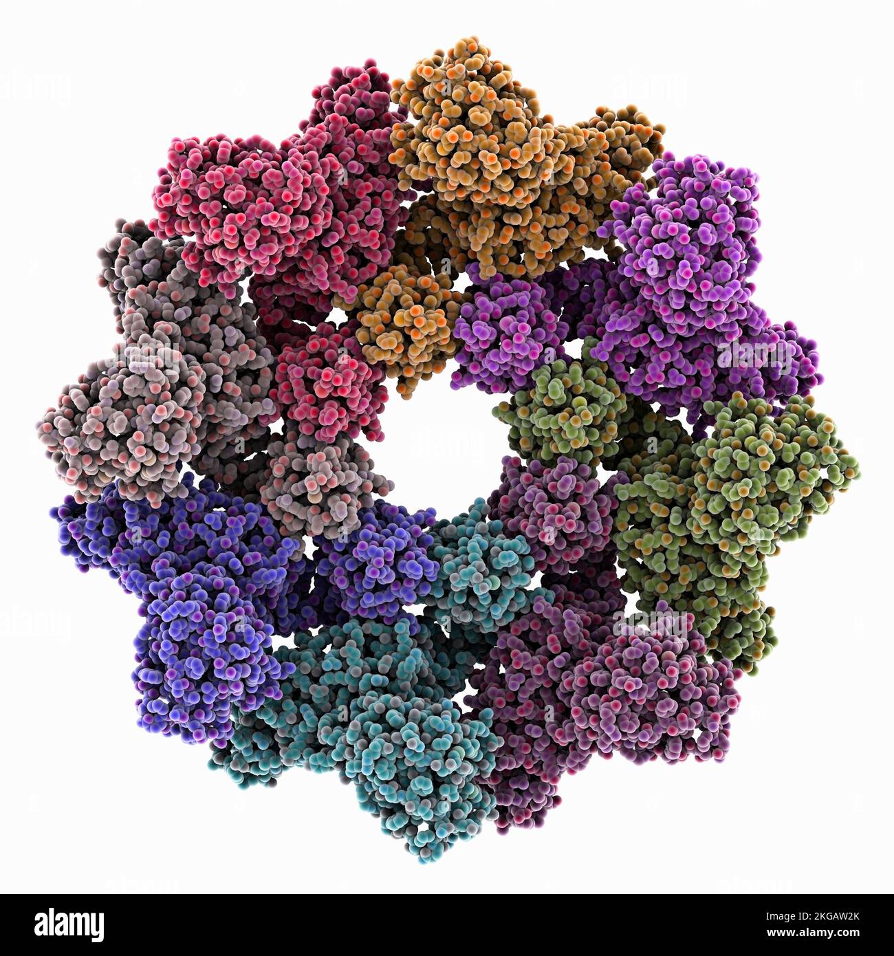 Human SARM1 octamer, molecular model. The NAD hydrolase SARM1 is the ...