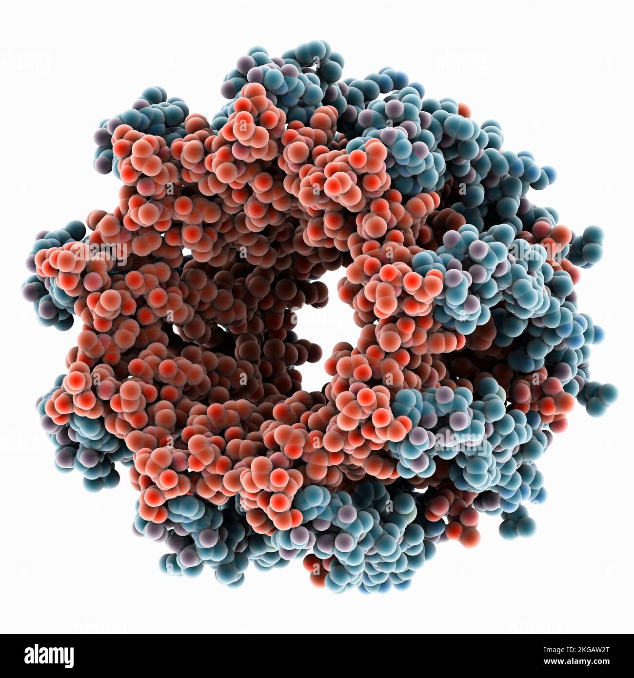 Light harvesting complex from Cereibacter sphaeroides, molecular model ...