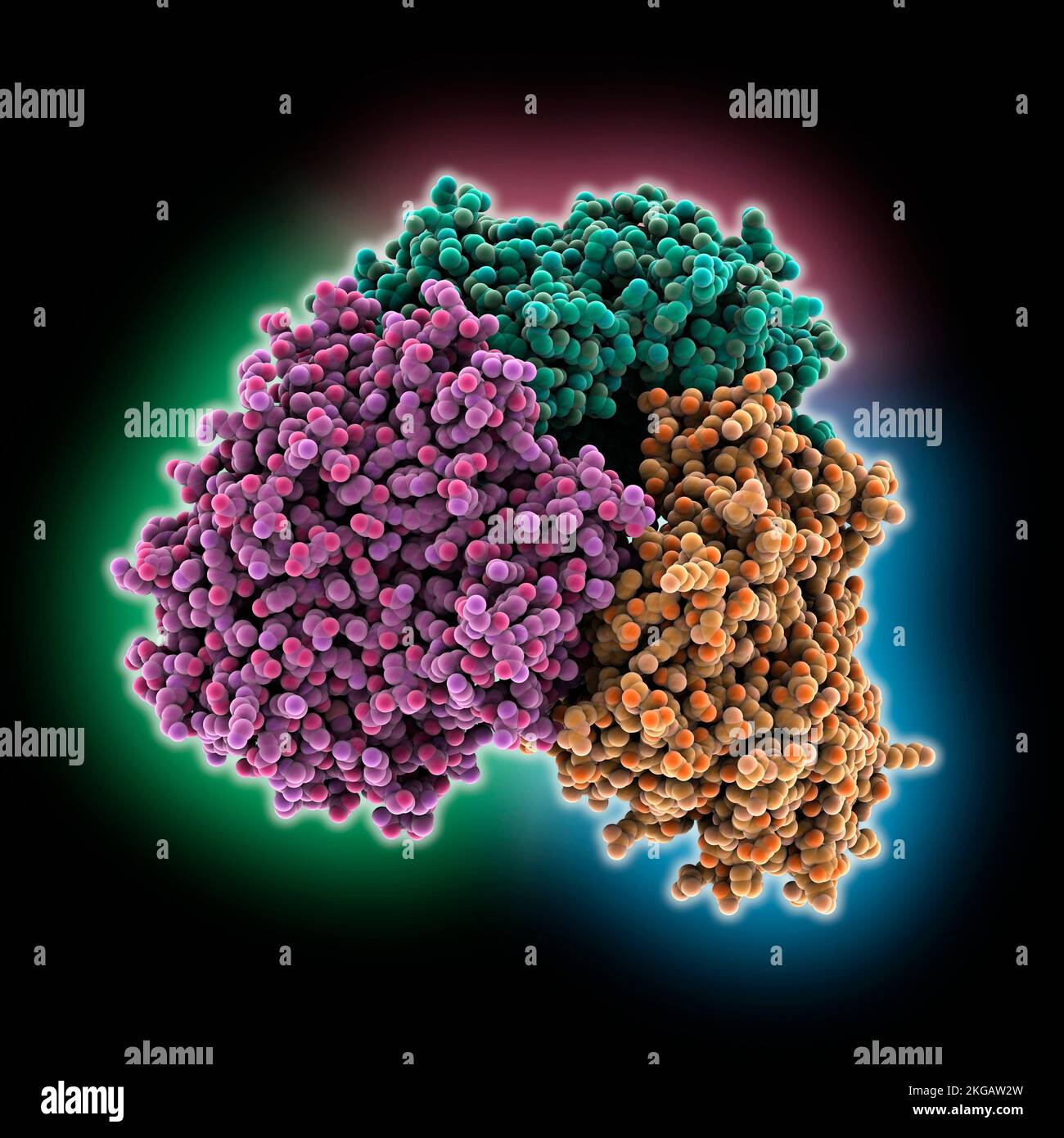 Bacterial beta-galactosidase, molecular model. The image shows the ...