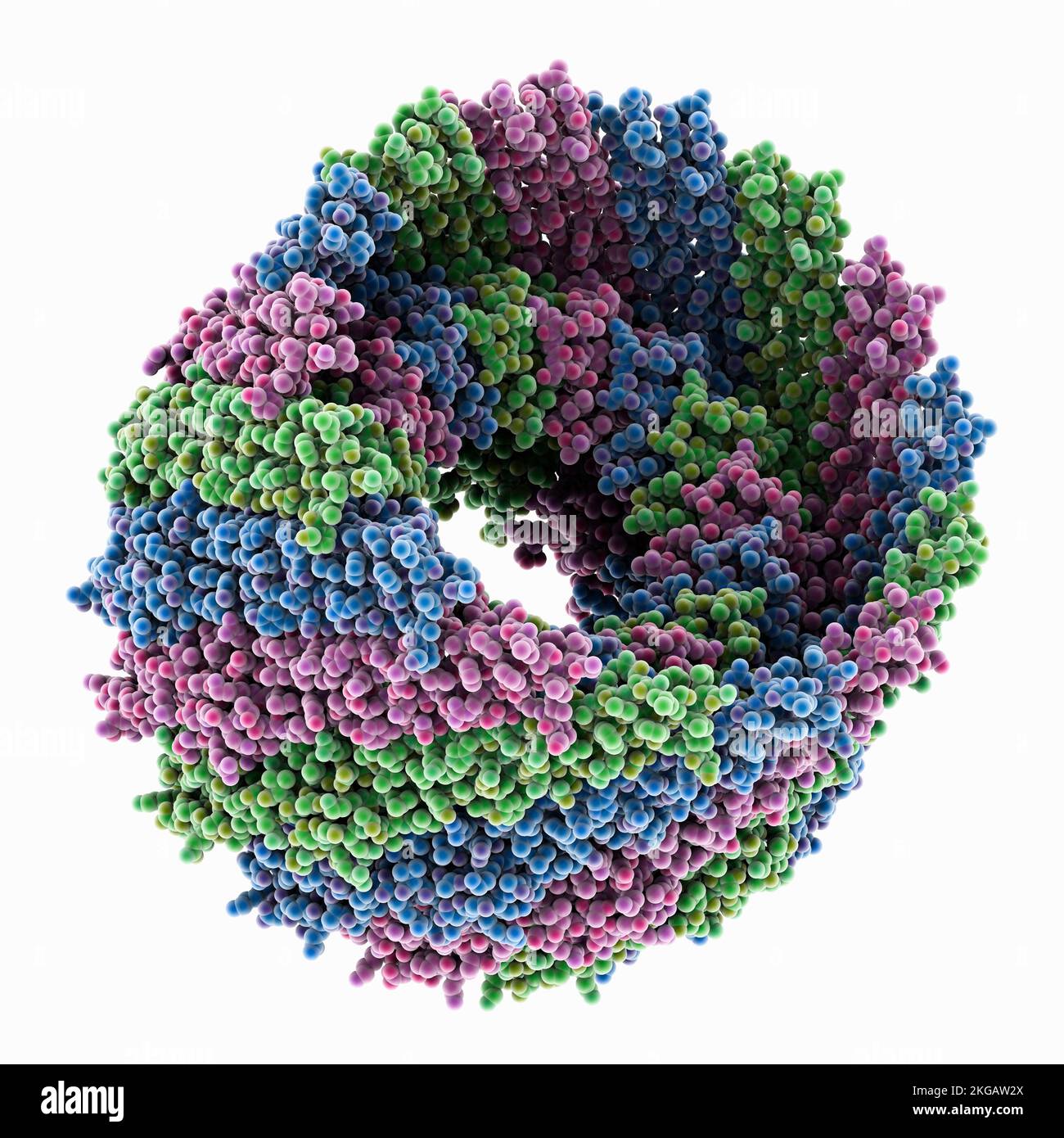 Outer membrane secretin pore pIV from the enterobacteria phage f1 ...