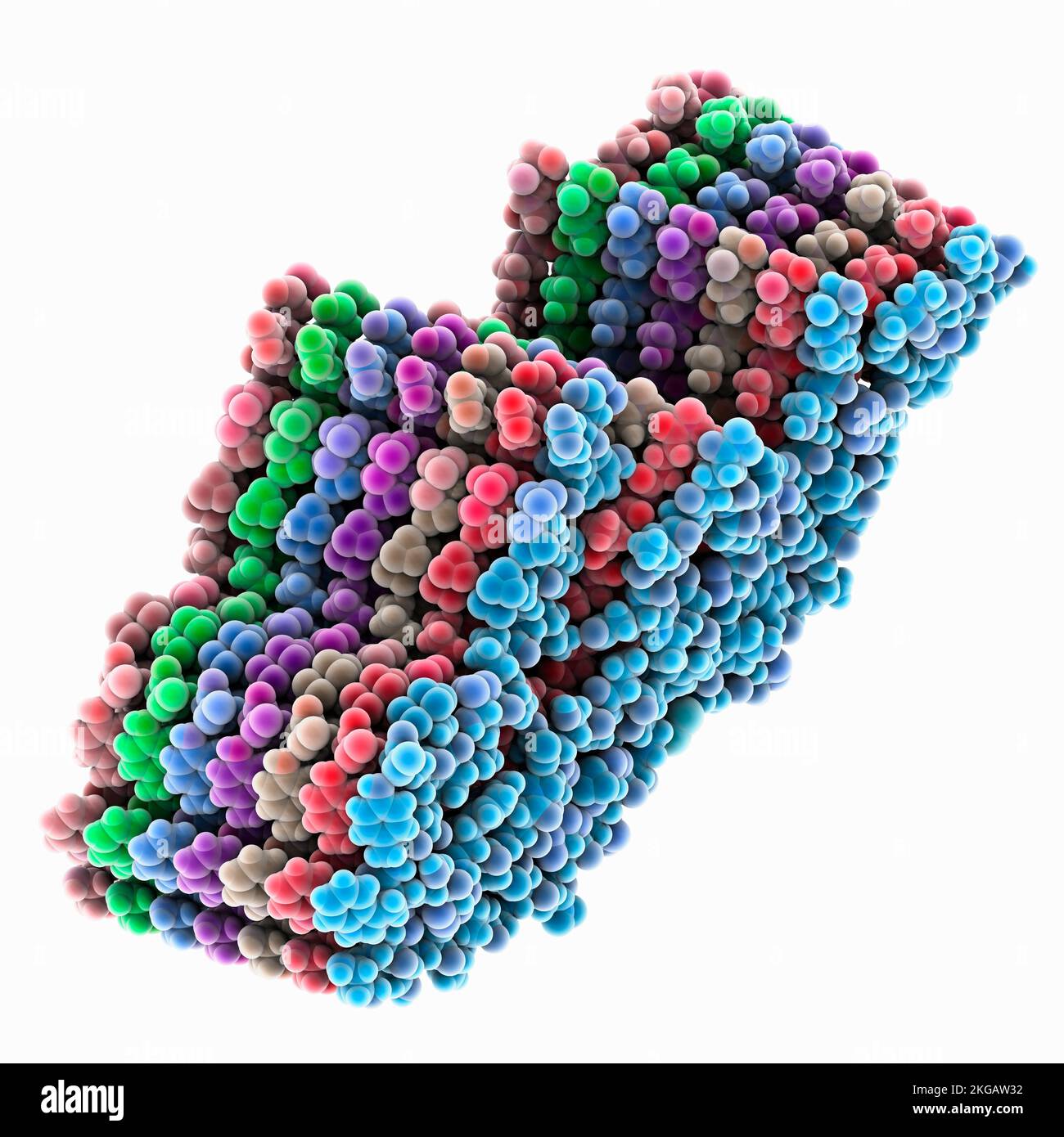 AL amyloid fibril from a lambda light chain, molecular model. image shows an amyloid fibril ...