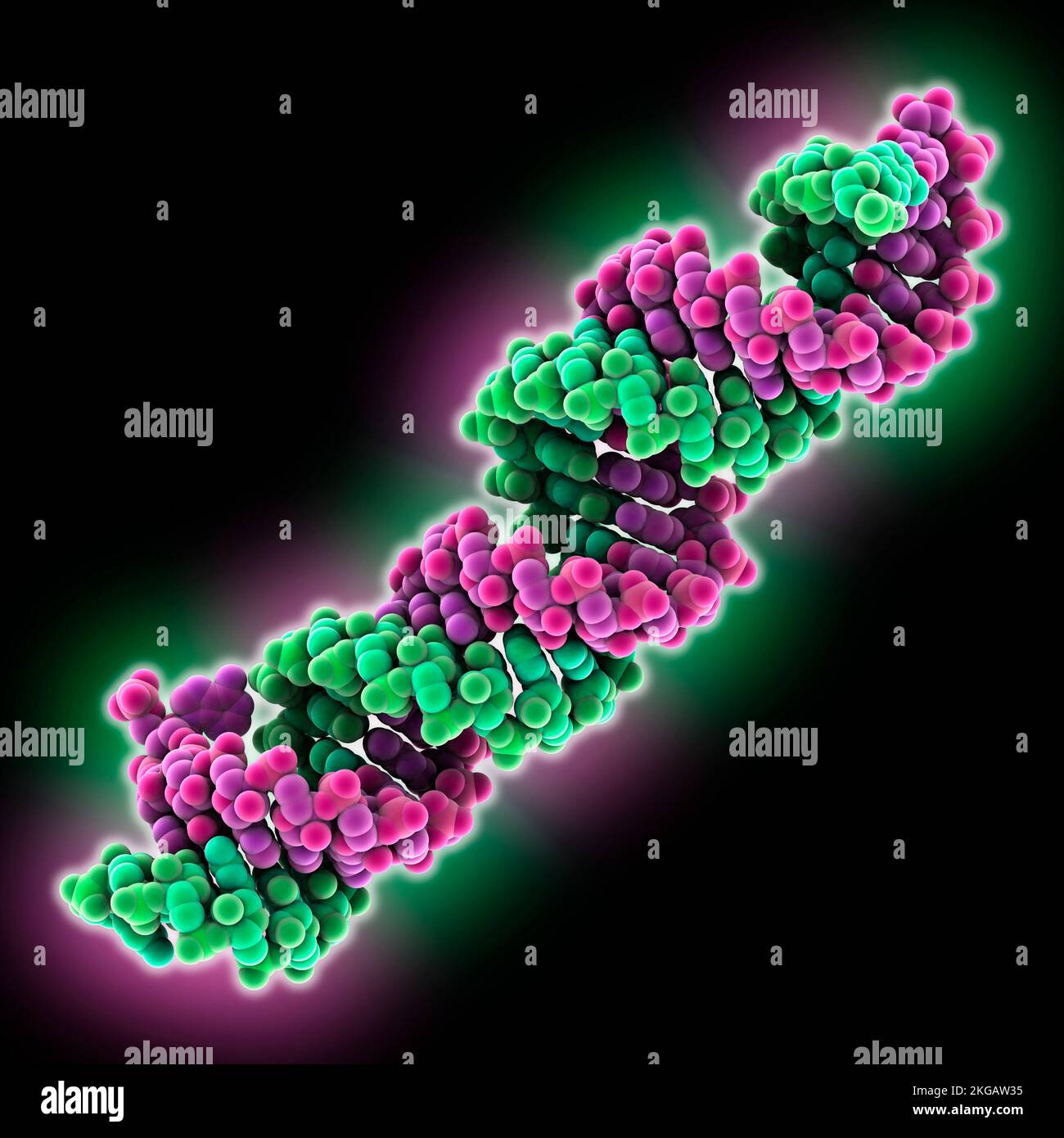 RNA from Arabidopsis thaliana, molecular model. Arabidopsis thaliana is ...