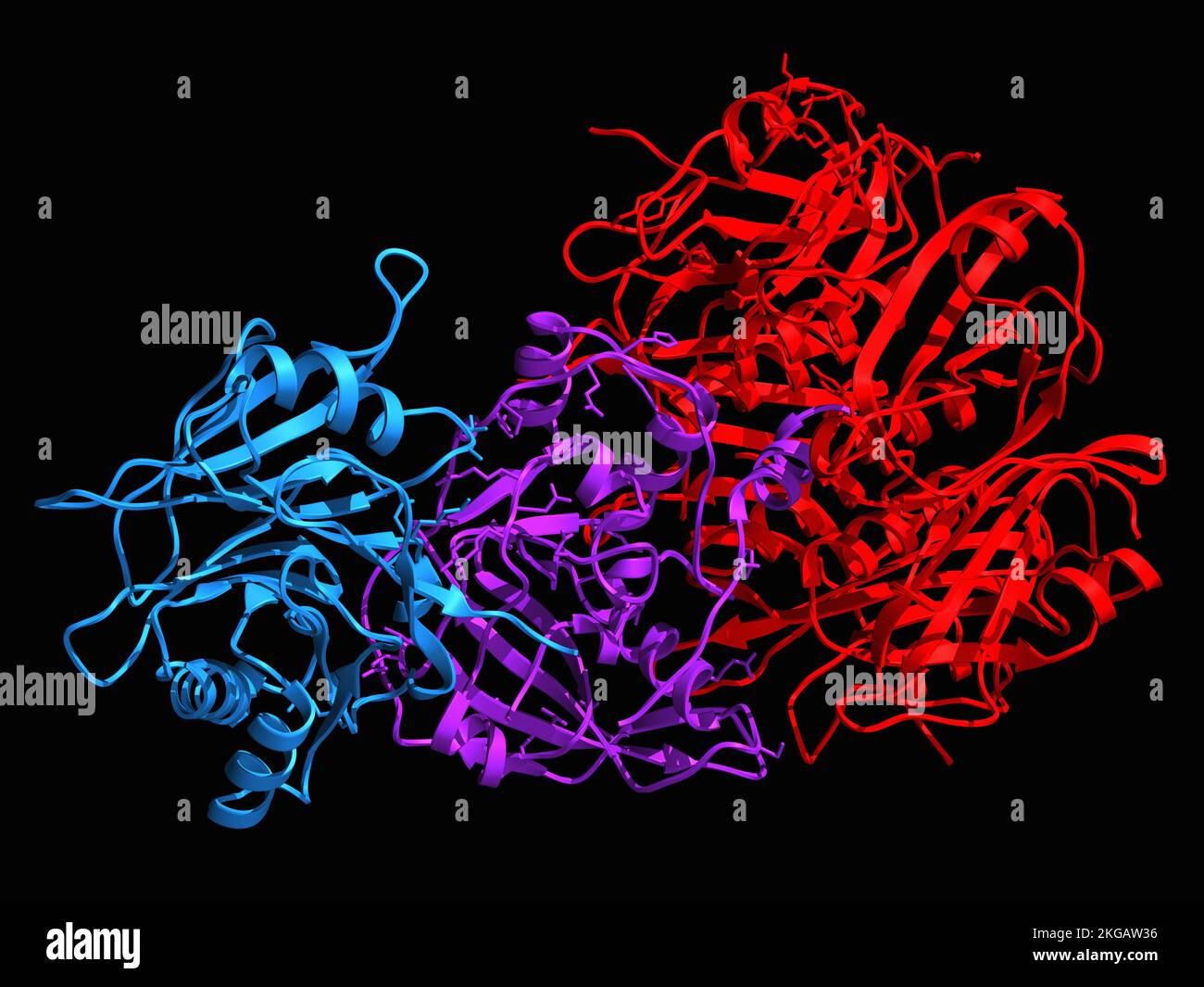 Typhoid toxin PltC, molecular model. Typhoid toxin PltC is one of ...