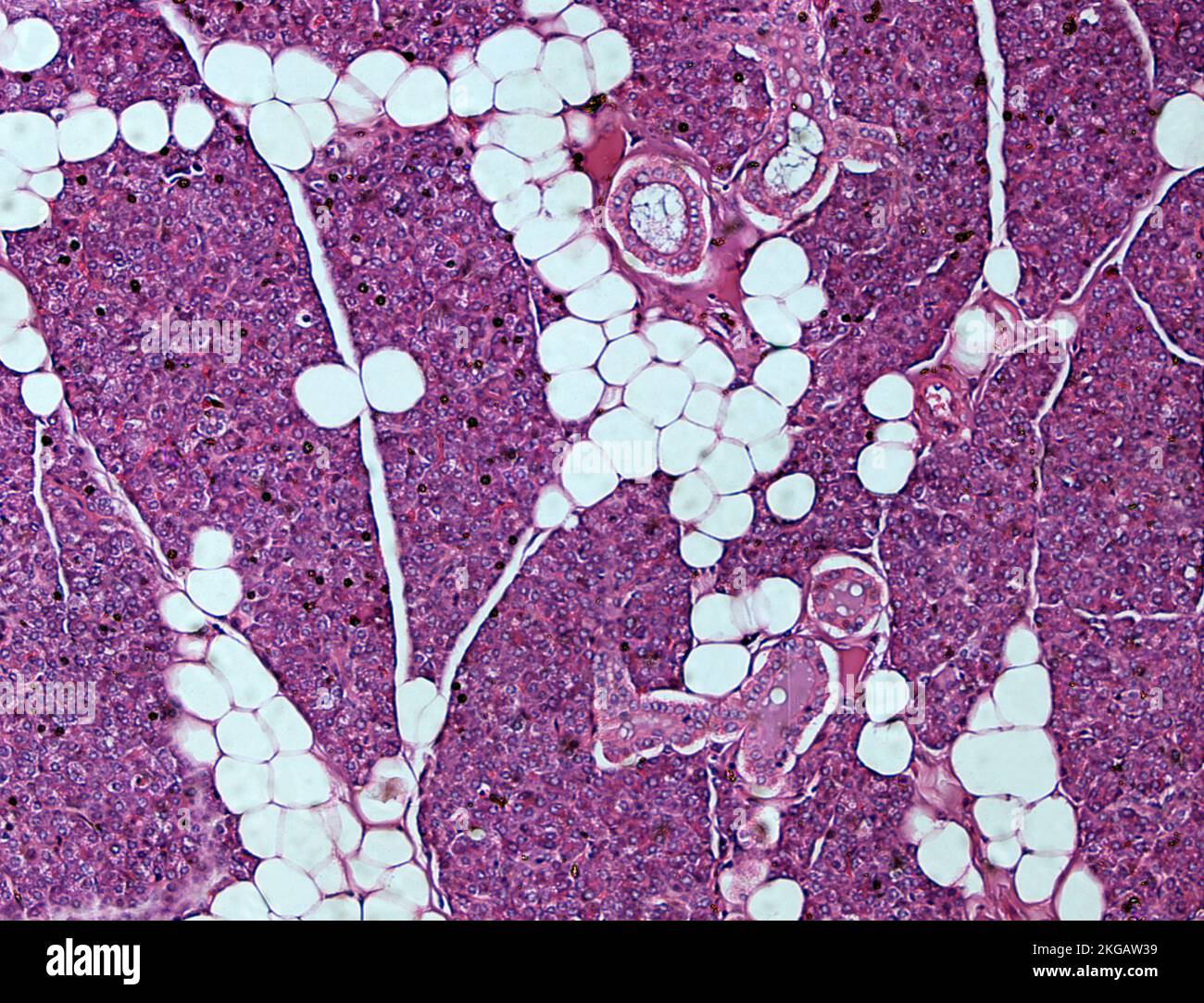 Glandular epithelium, light micrograph Stock Photo - Alamy