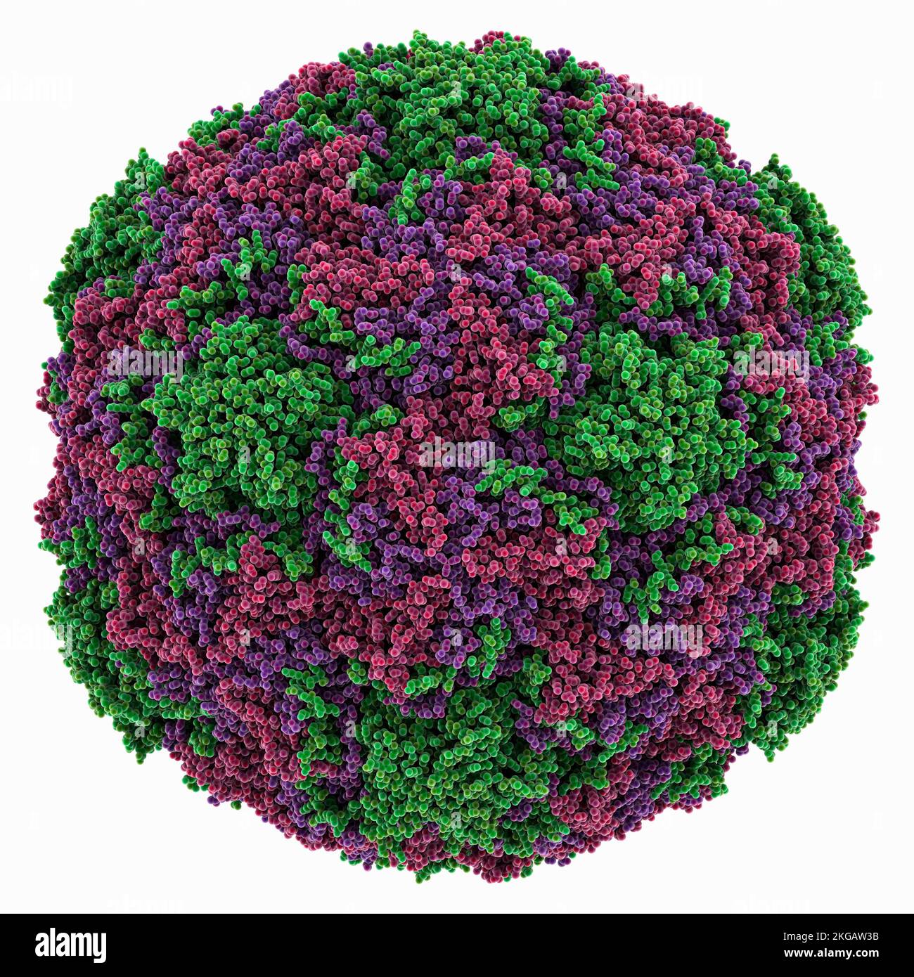 Rhinovirus 14 capsid, molecular model. The image shows the capsid, which is composed of four ...