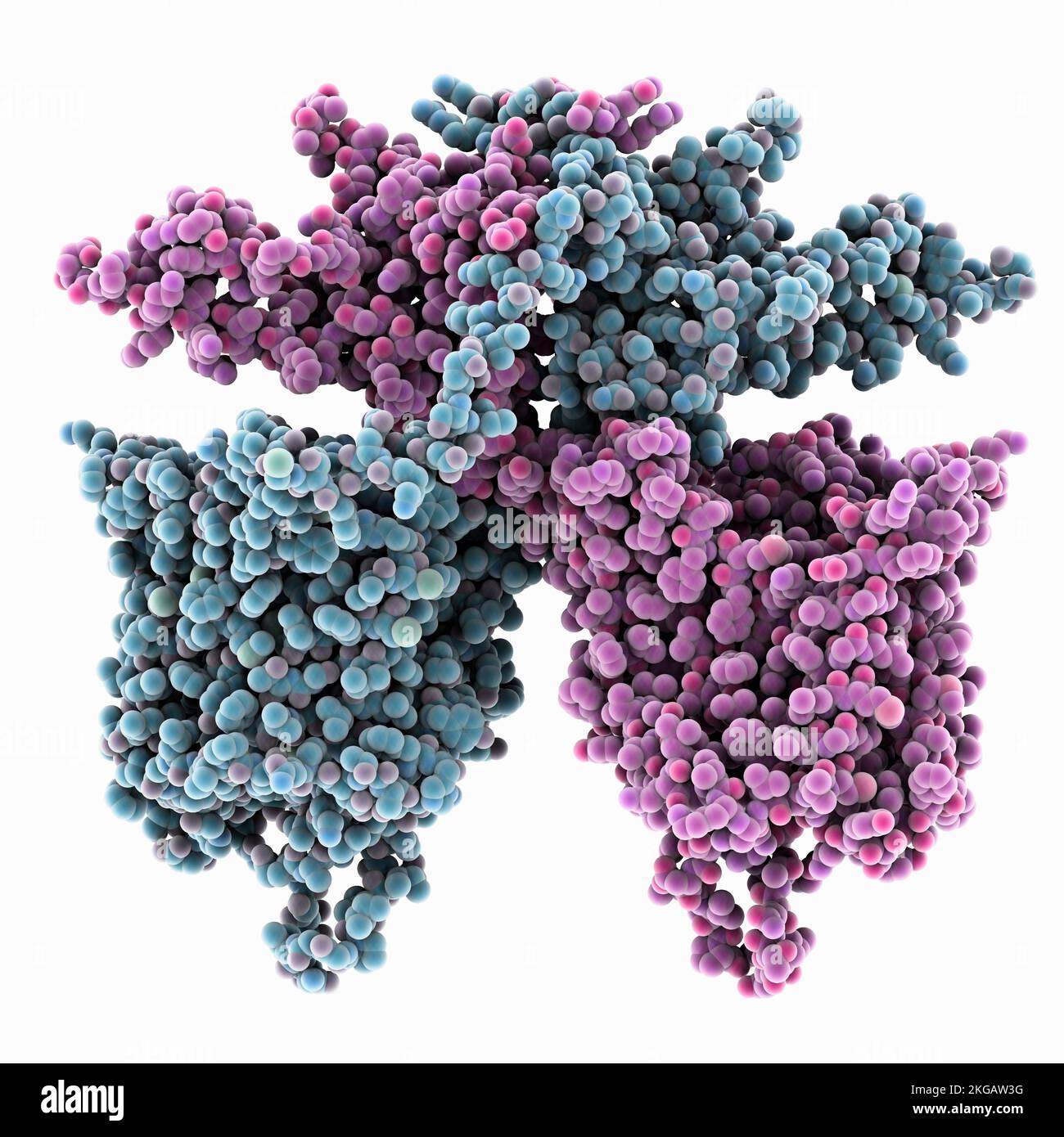 Dolphin prestin, molecular model. The image shows the two chains of the ...