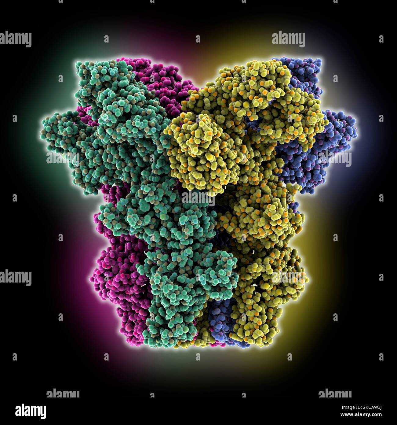 Human TRPM2 channel, molecular model. The image shows the tetrameric ...