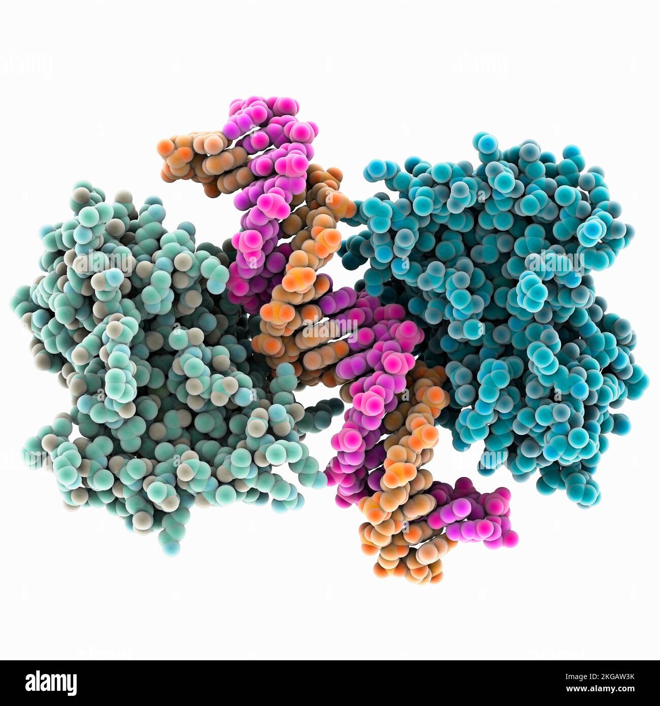 Human SAMD9 complexed with DNA, molecular model. The image shows the Sterile alpha motif domain ...