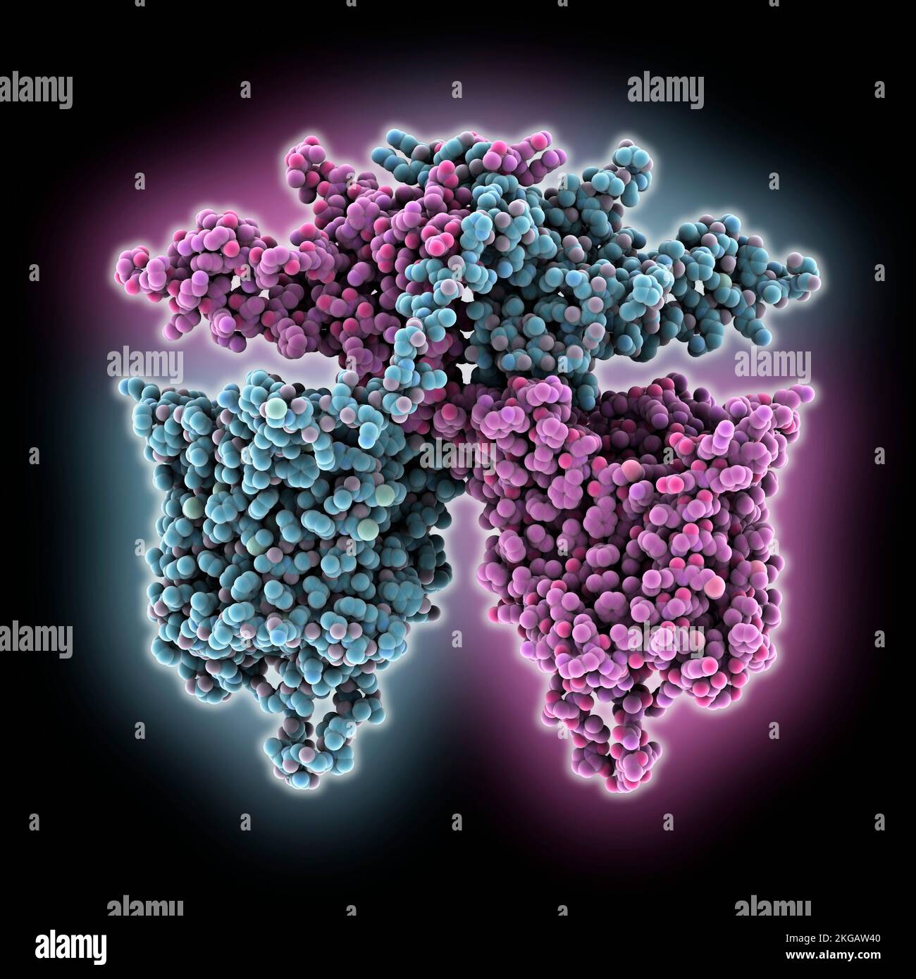 Dolphin prestin, molecular model. The image shows the two chains of the ...