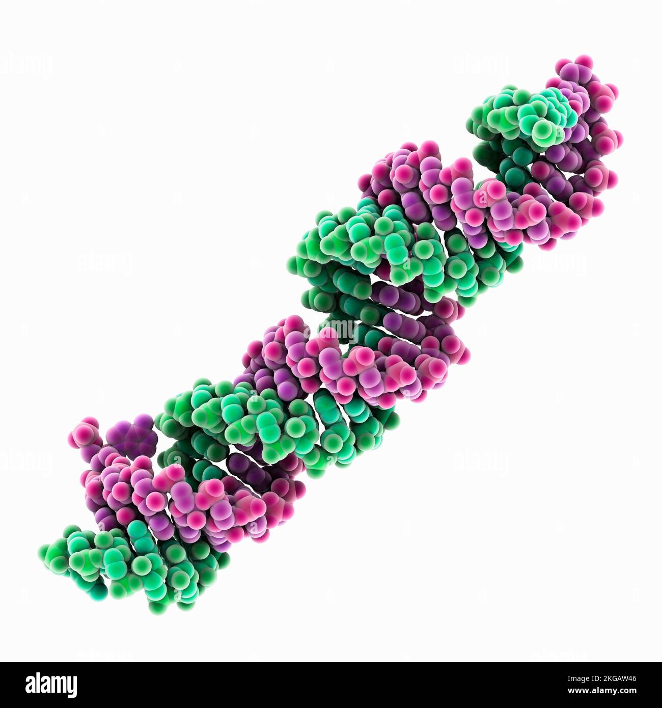 RNA from Arabidopsis thaliana, molecular model. Arabidopsis thaliana is ...