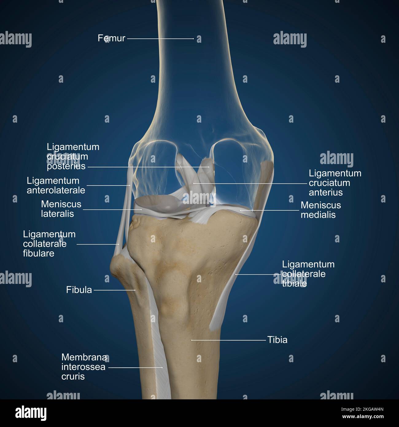 Human knee, illustration Stock Photo - Alamy