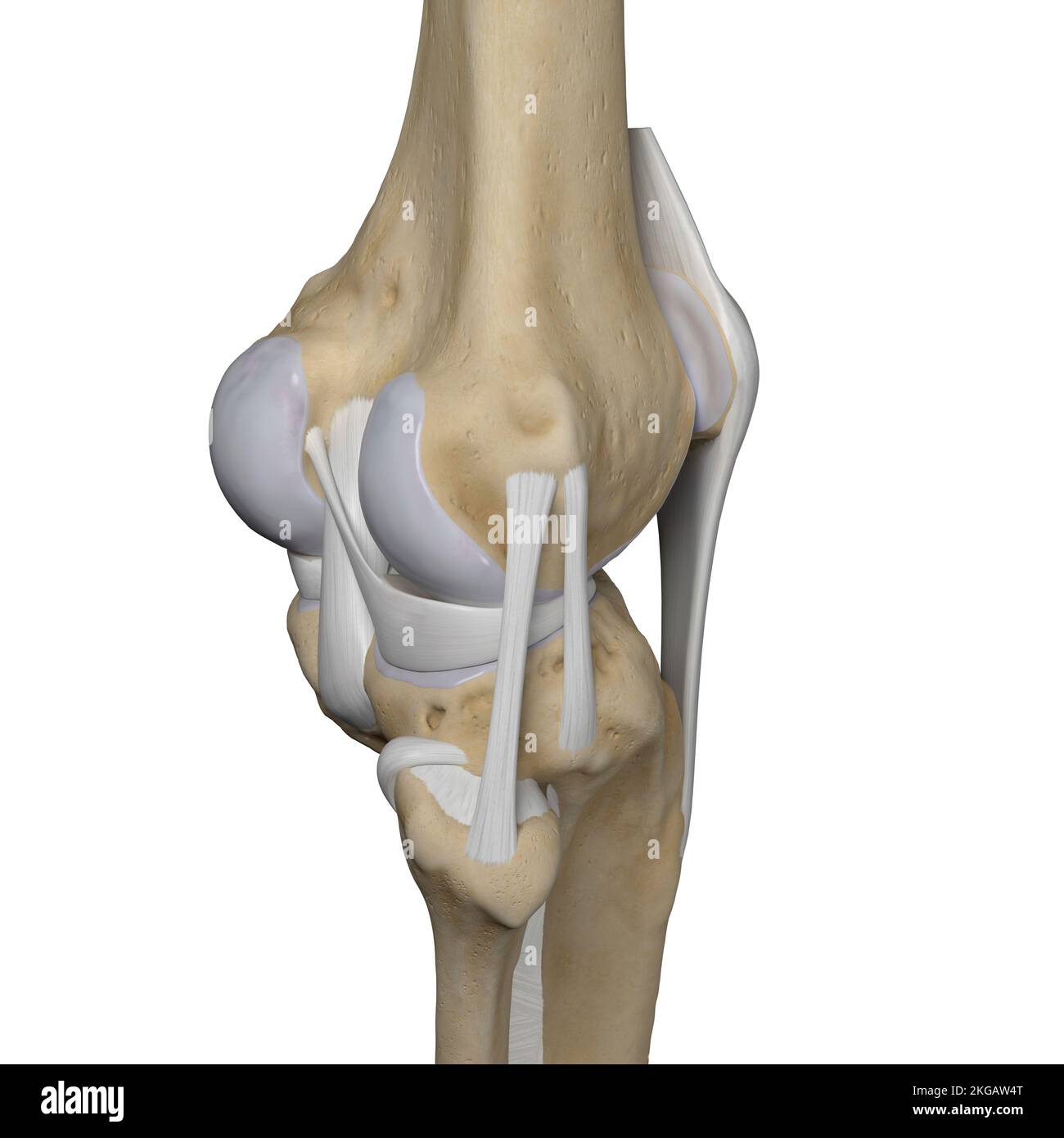 Illustration of a knee joint based on an MRT (magnetic resonance ...