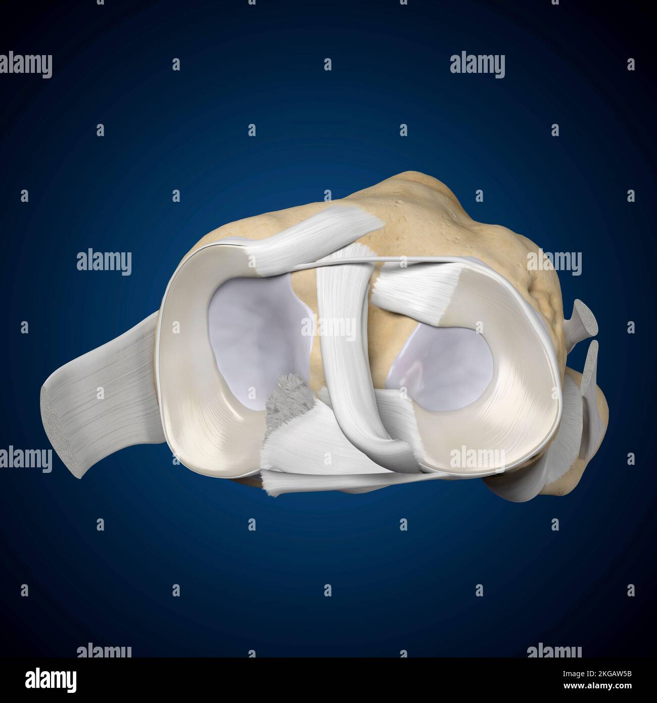Cross-section of a human knee joint, illustration Stock Photo - Alamy