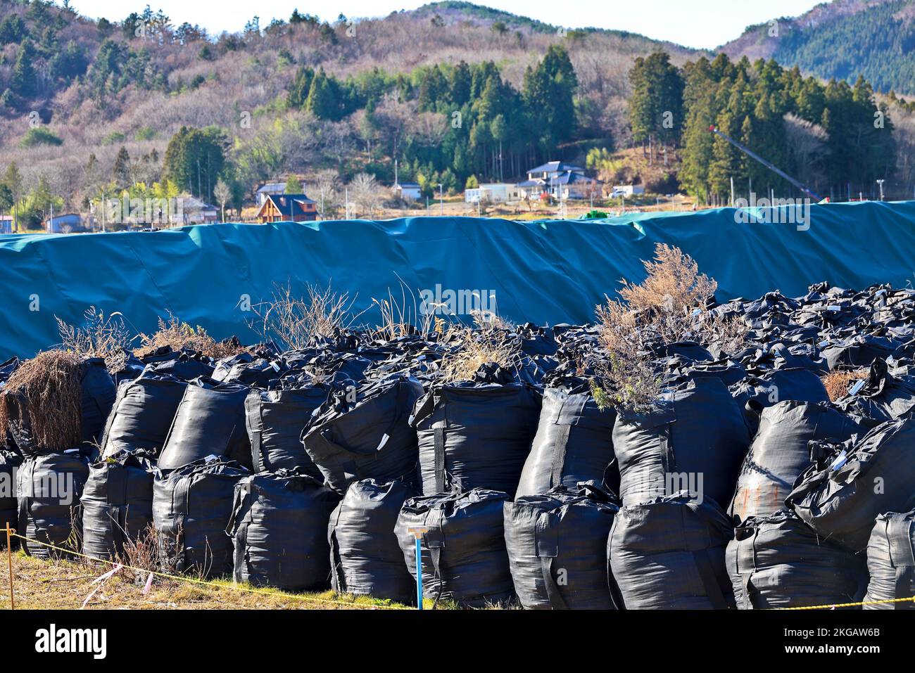 Radioactive soil, Fukushima Prefecture, Japan. Bags of soil, vegetation ...