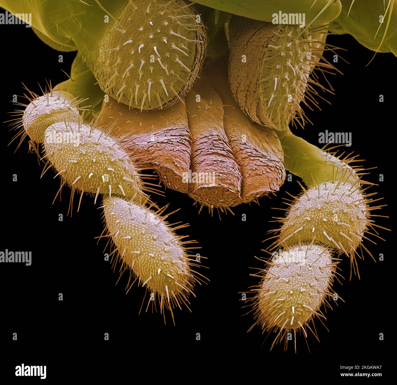 Wasp mouth parts. Coloured scanning electron micrograph (SEM) of the ...