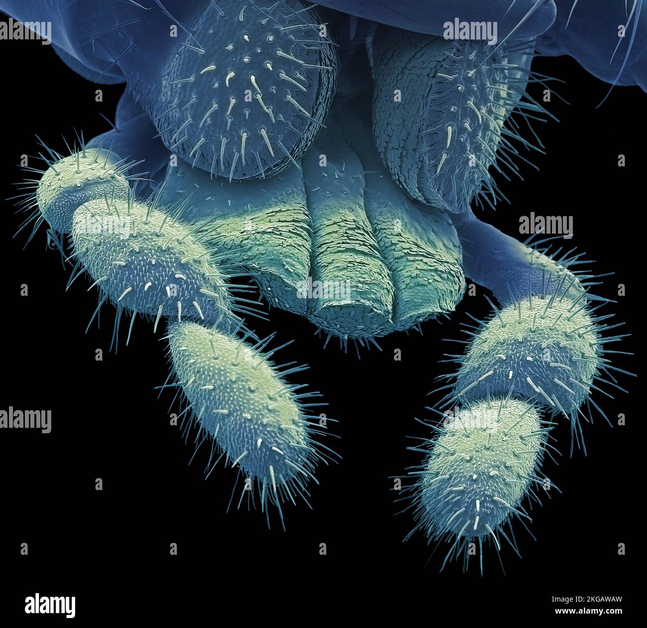 Wasp mouth parts. Coloured scanning electron micrograph (SEM) of the ...