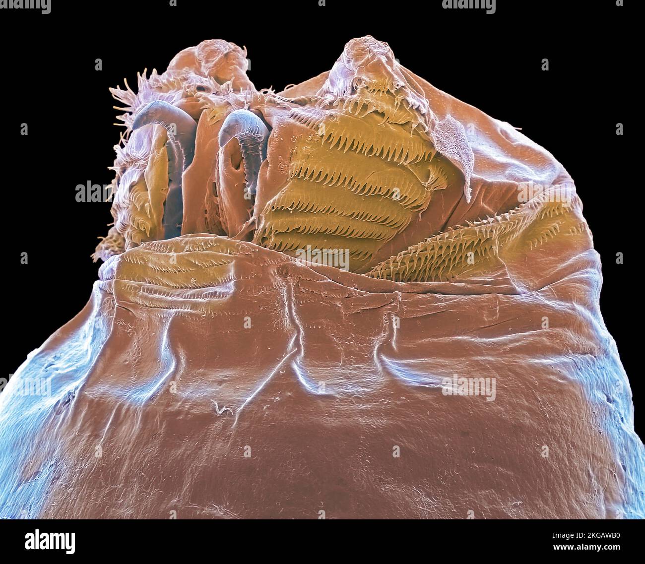 Black fig fly larva. Coloured scanning electron micrograph (SEM) of the ...