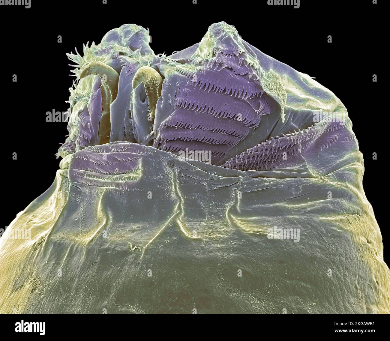Black fig fly larva. Coloured scanning electron micrograph (SEM) of the ...