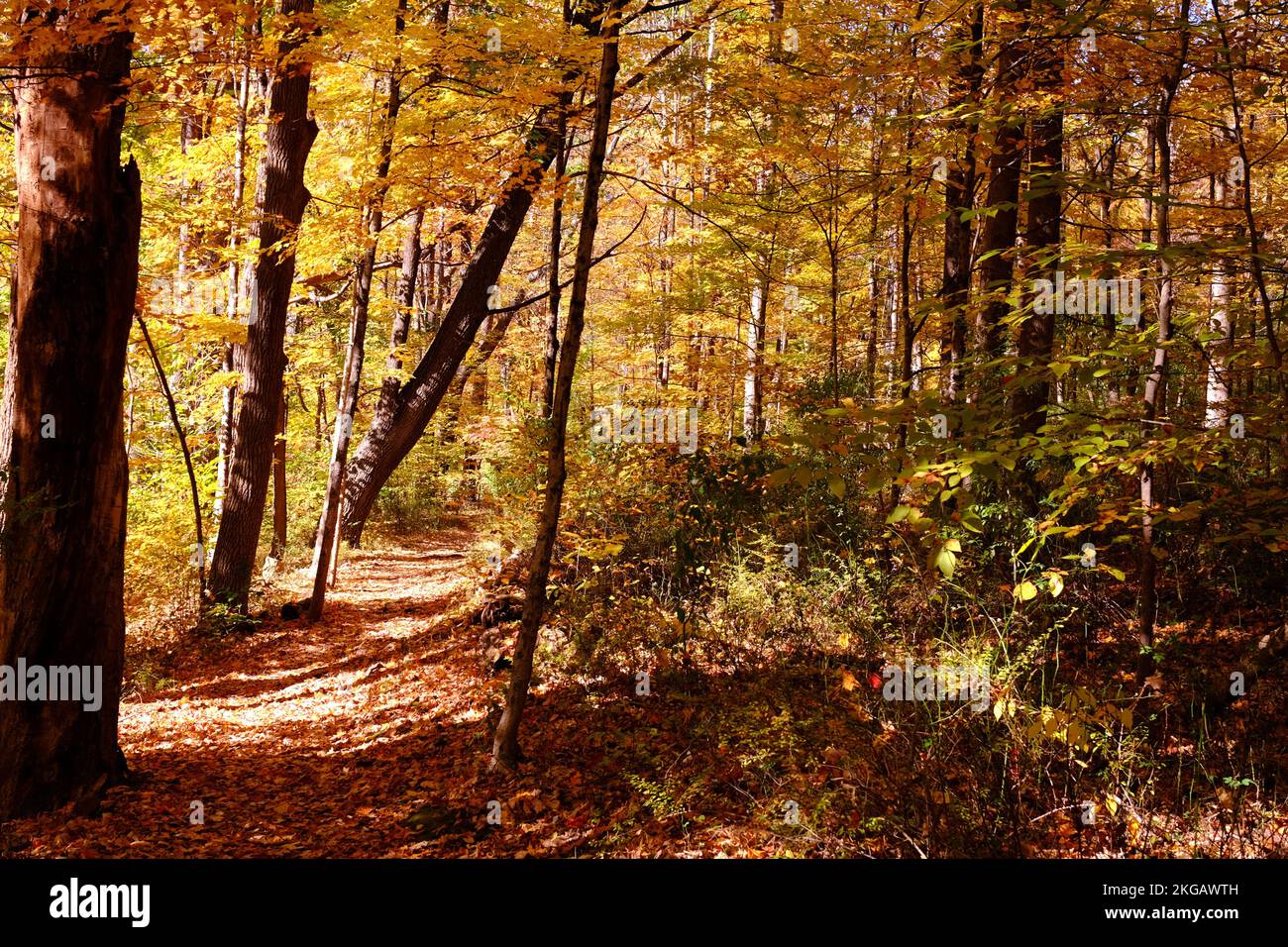Fall in Tyler State Park Stock Photo - Alamy