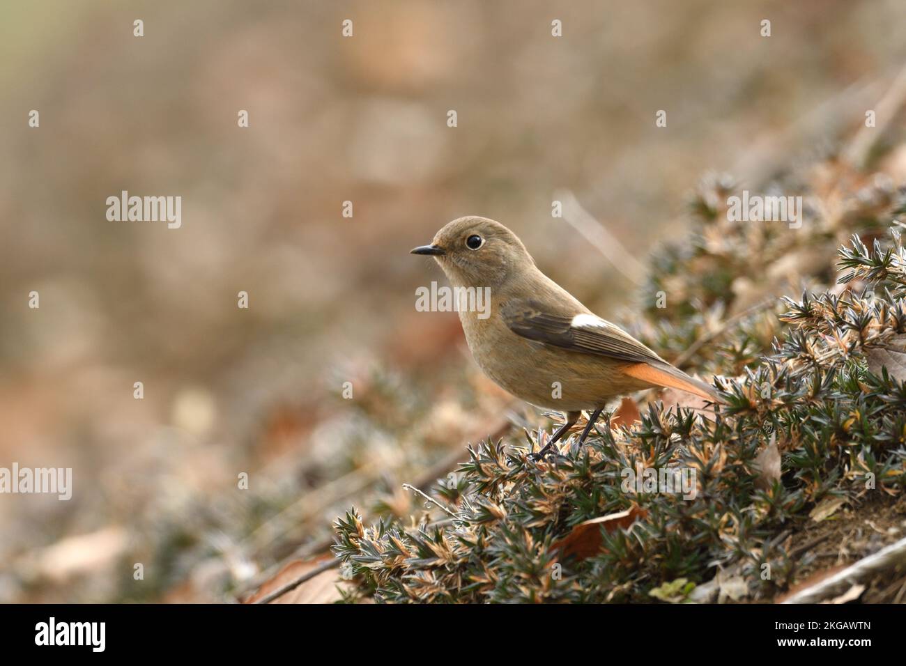 Daurian redstart female (Phoenicurus auroreus Stock Photo - Alamy