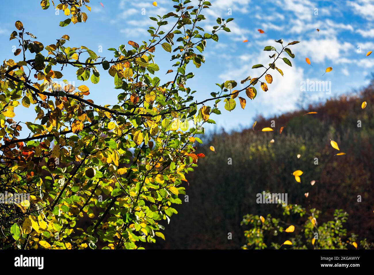 Falling fruit tree hi-res stock photography and images - Alamy