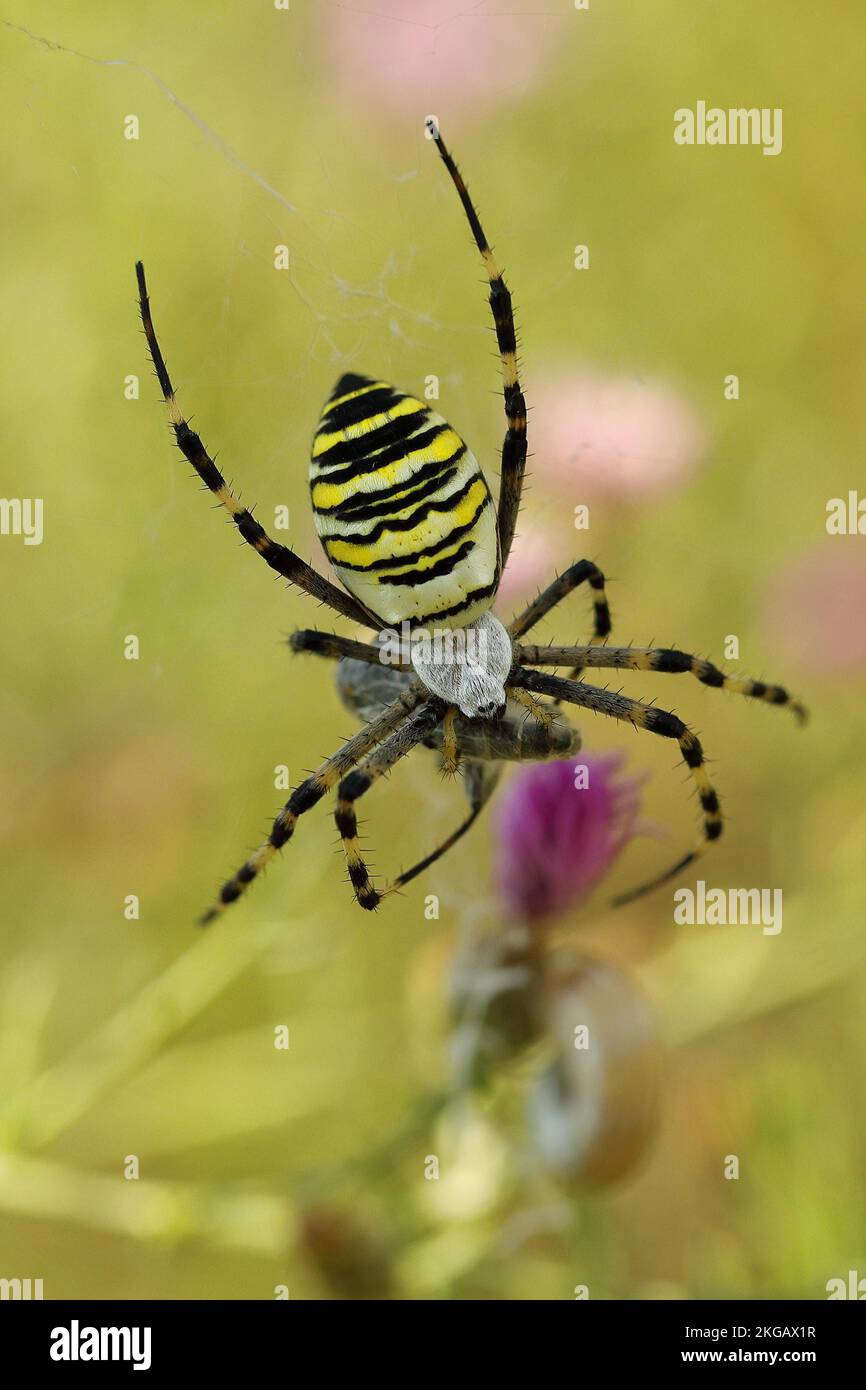 Wasp spider (Argiope bruennichi), packing a captured fly in its web ...