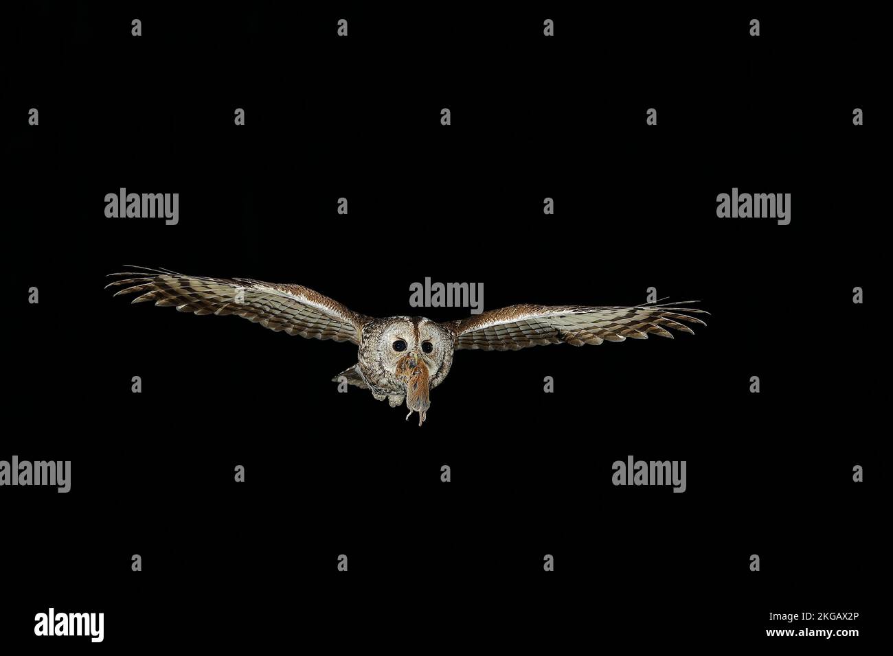 Tawny owl (Strix aluco) flying at night with a mouse in its beak to ...