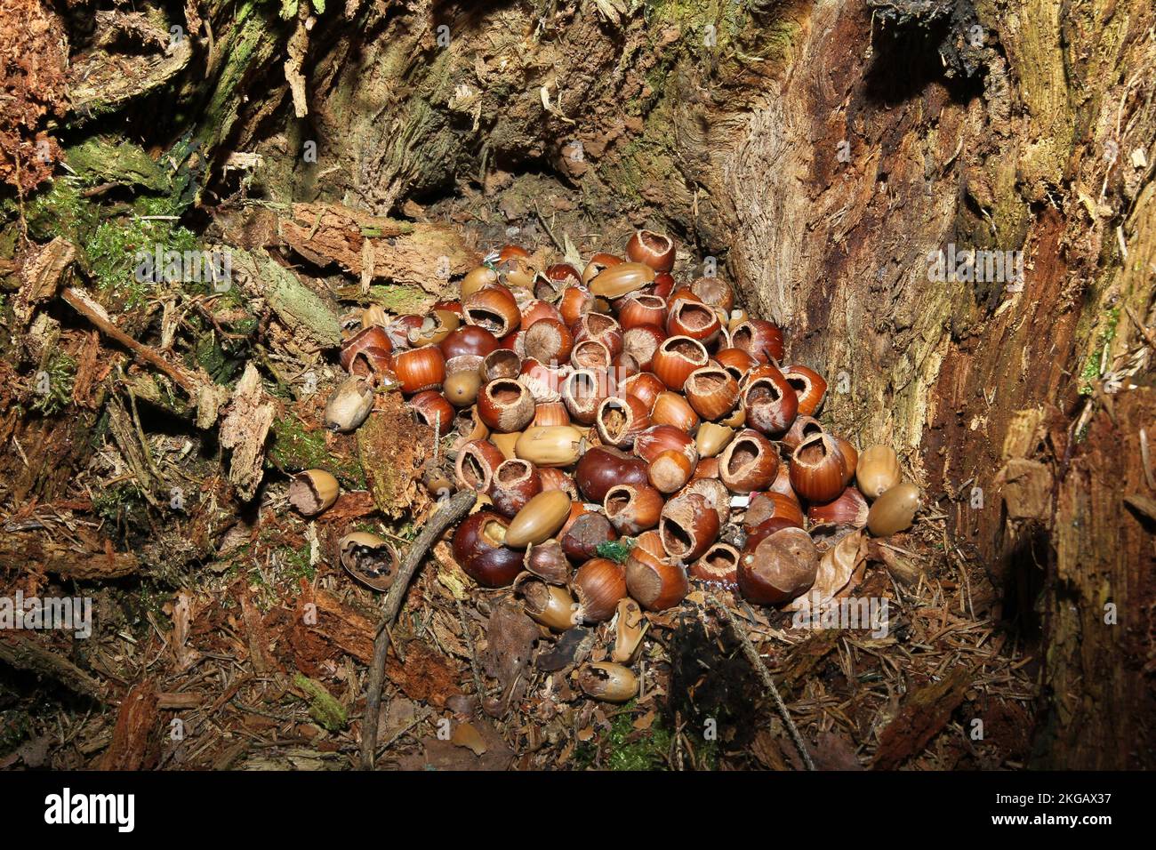Red-backed vole or forest vole (Myodes glareolus), storage of hazelnuts ...