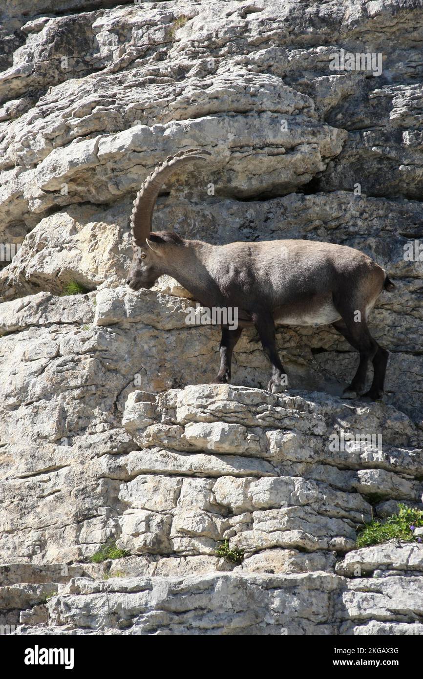 Alpine ibex (Capra ibex) male in almost vertical rock face, Toggenburg ...
