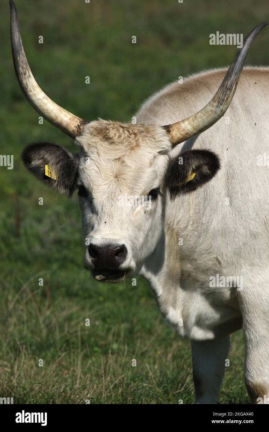 Hungarian domestic cattle (Bos primigenius taurus), steppe cattle ...