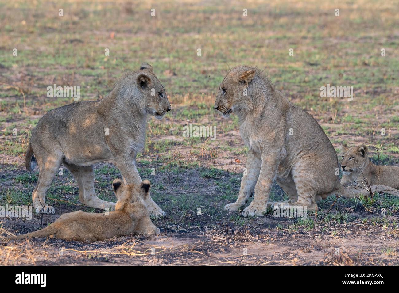 Animal training techniques hi-res stock photography and images - Alamy