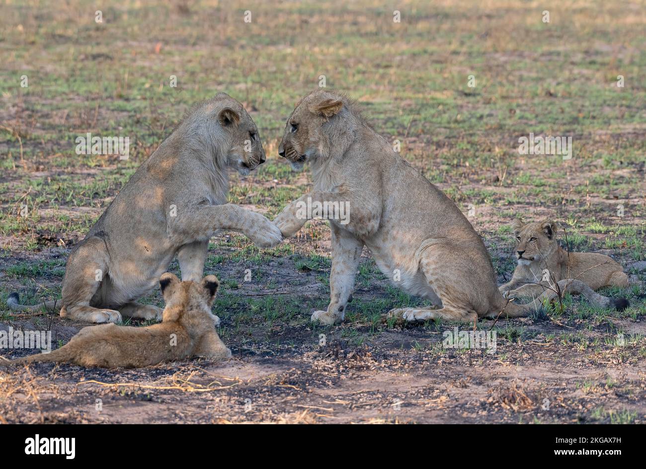 Observation techniques hi-res stock photography and images - Alamy