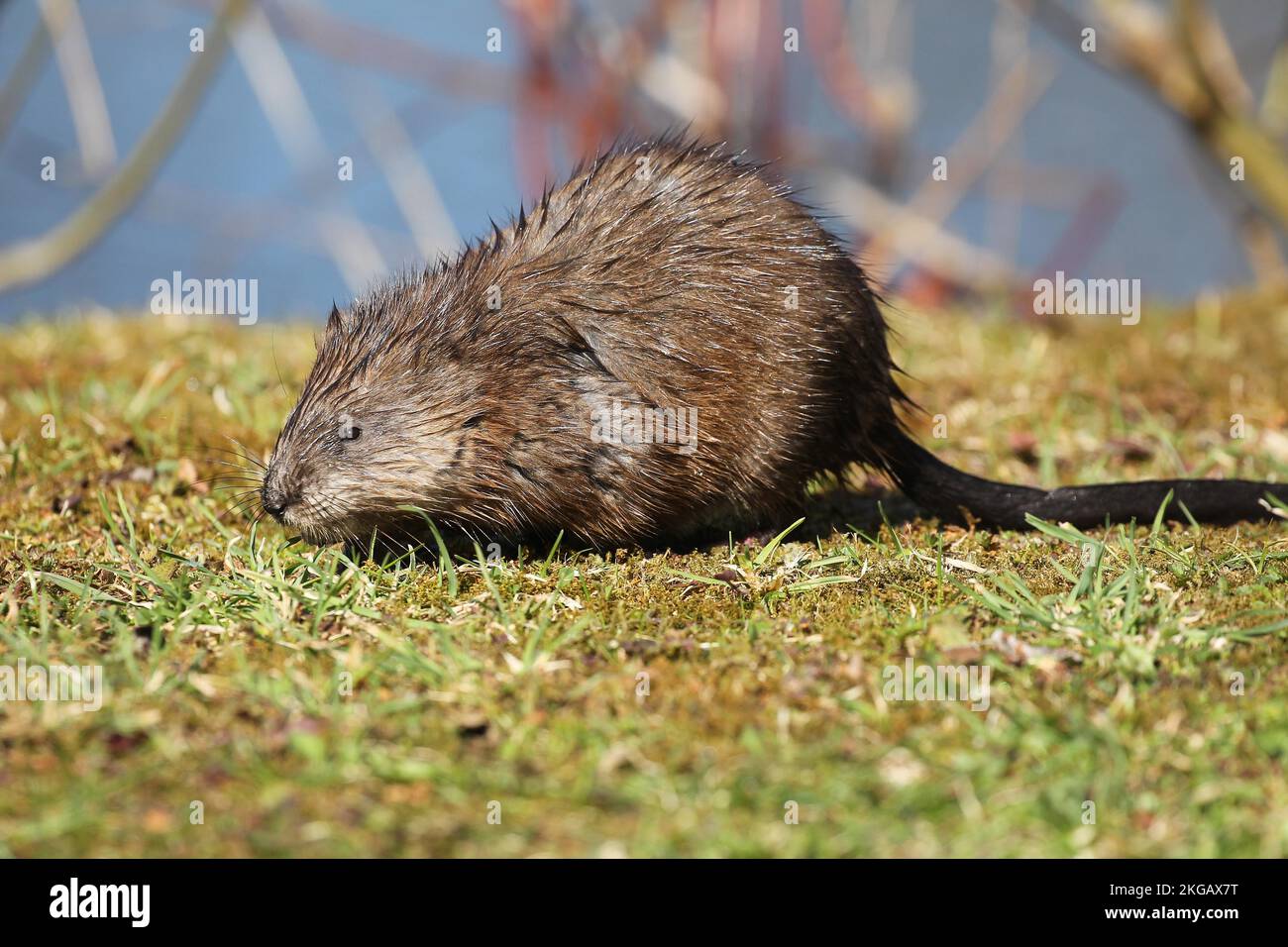 Muskrat (Ondatra zibethicus) secured on the bank of a stream, Allgäu ...