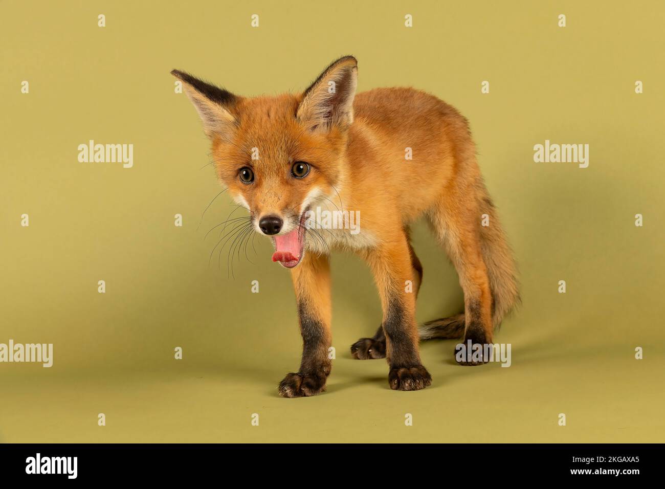 Red fox (Vulpes vulpes), young animal, captive, 8 weeks, studio shot ...