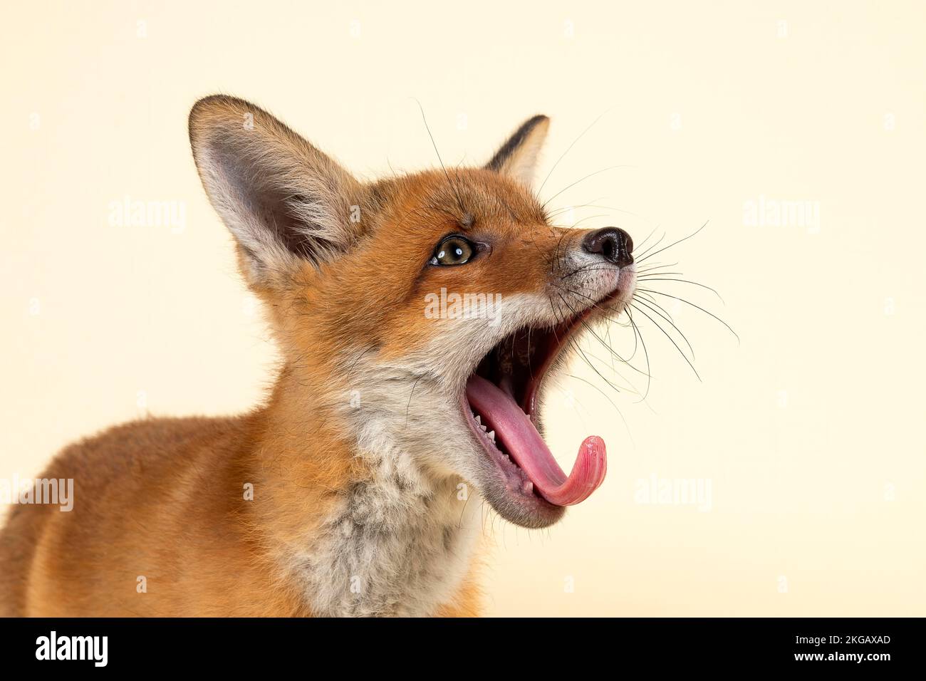 Yawning animal hi-res stock photography and images - Alamy
