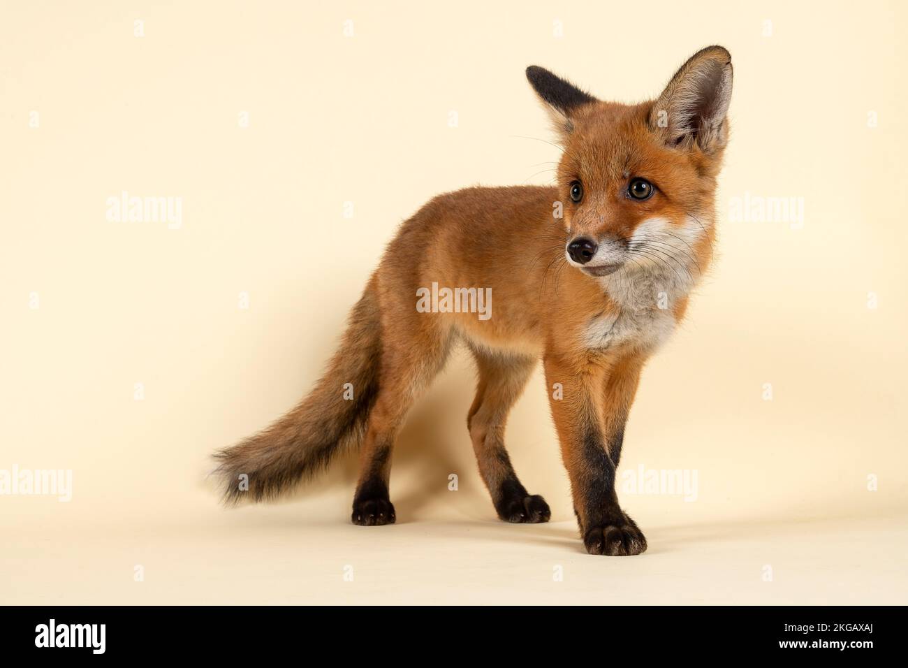 Red fox (Vulpes vulpes), looking back, young, captive, 8 weeks, studio ...