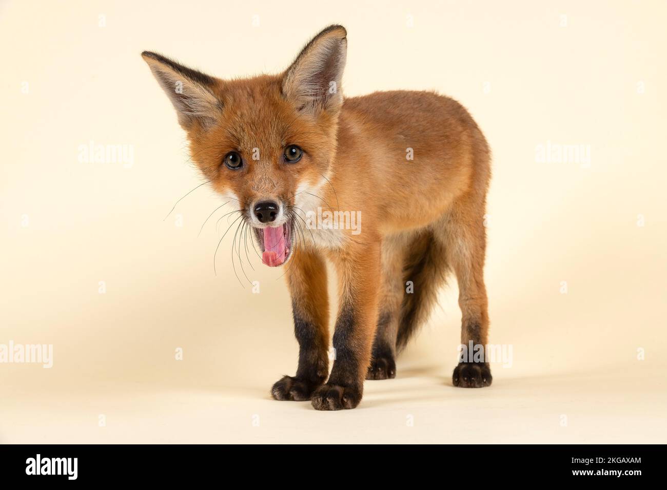 Red fox (Vulpes vulpes), young animal, captive, 8 weeks, studio shot ...