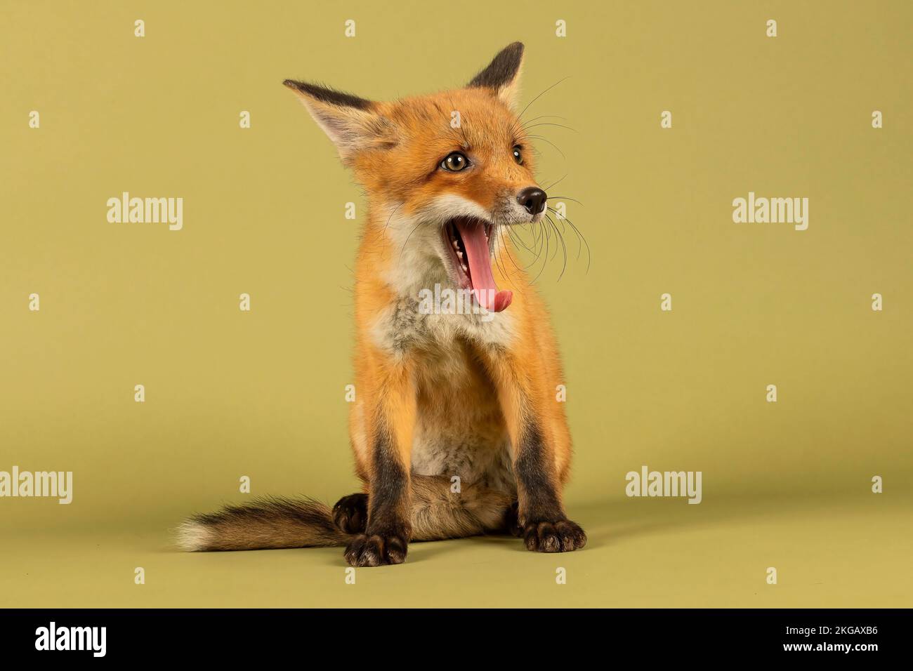 Red fox (Vulpes vulpes), young animal, captive, 8 weeks, studio shot ...