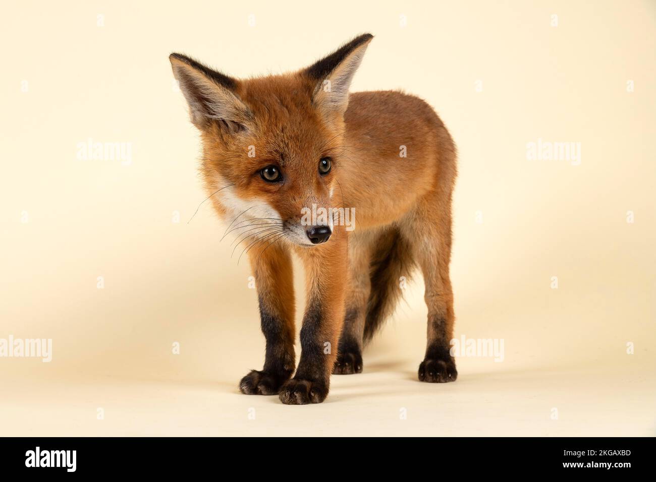 Red fox (Vulpes vulpes), young animal, captive, 8 weeks, studio shot ...