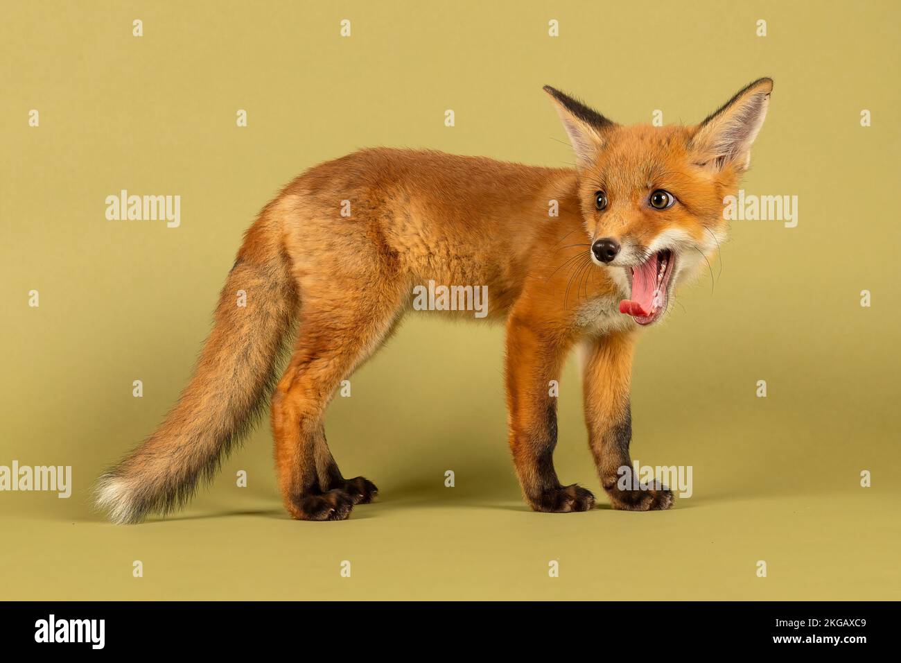 Red fox (Vulpes vulpes), young animal, captive, 8 weeks, studio shot ...